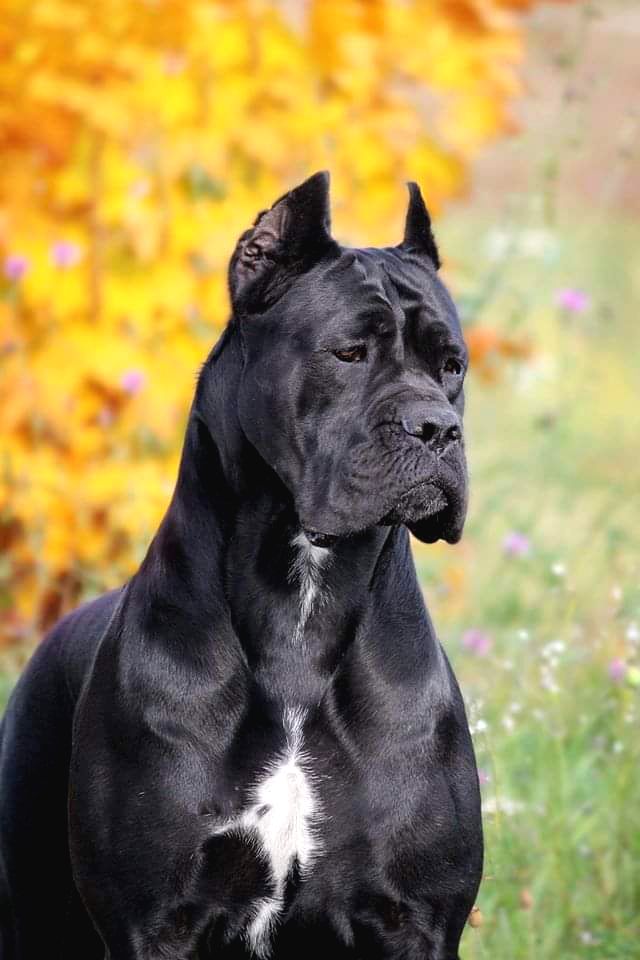 Cane Corsa Yavruları