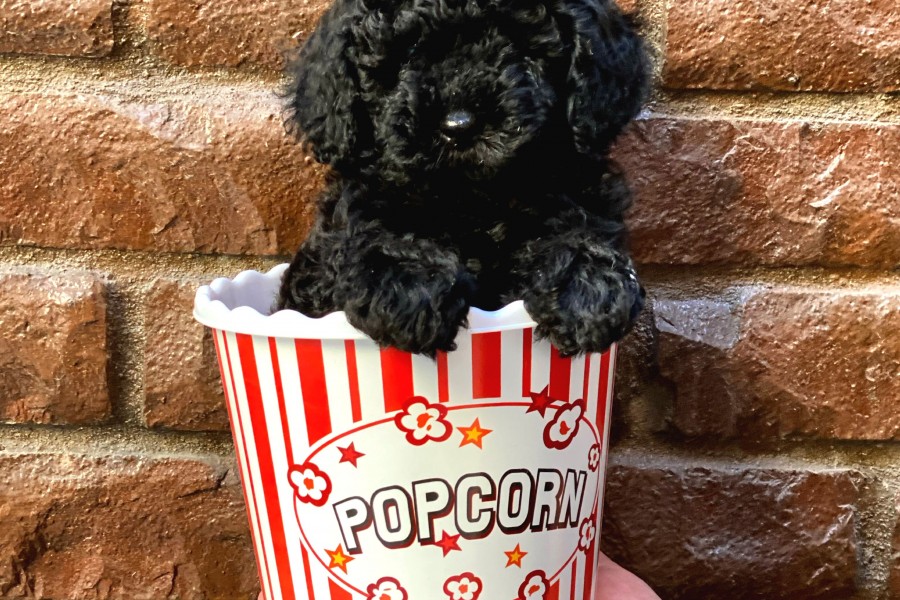 Siyah Black Dişi Toy Poodle Yavrularımız