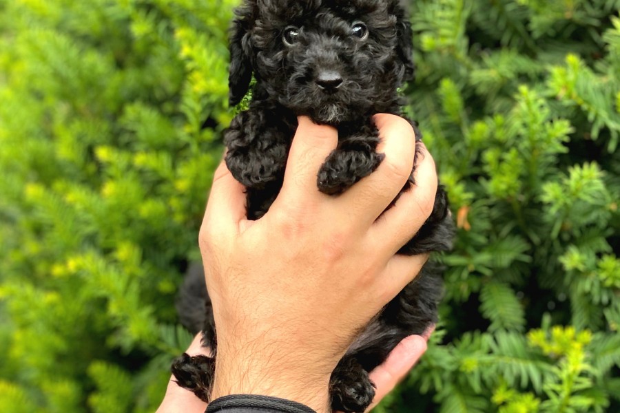 Siyah Black Dişi Toy Poodle Bebeklerimiz