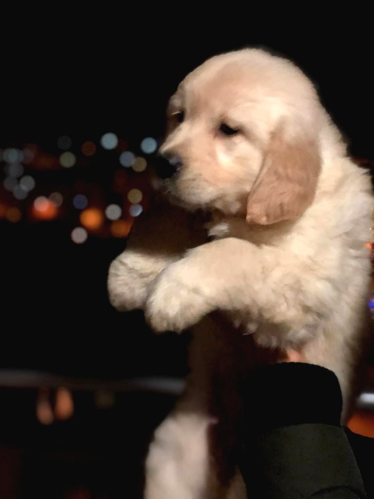 Orj. BabyFace GOLDEN RET Bebeklerimiz