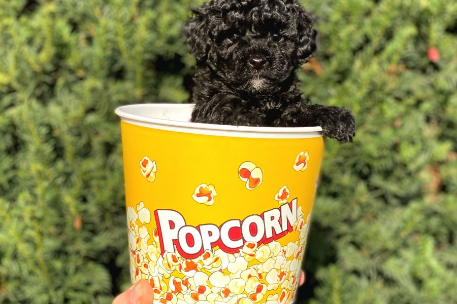 Siyah Black Dişi Toy Poodle Bebeğimiz