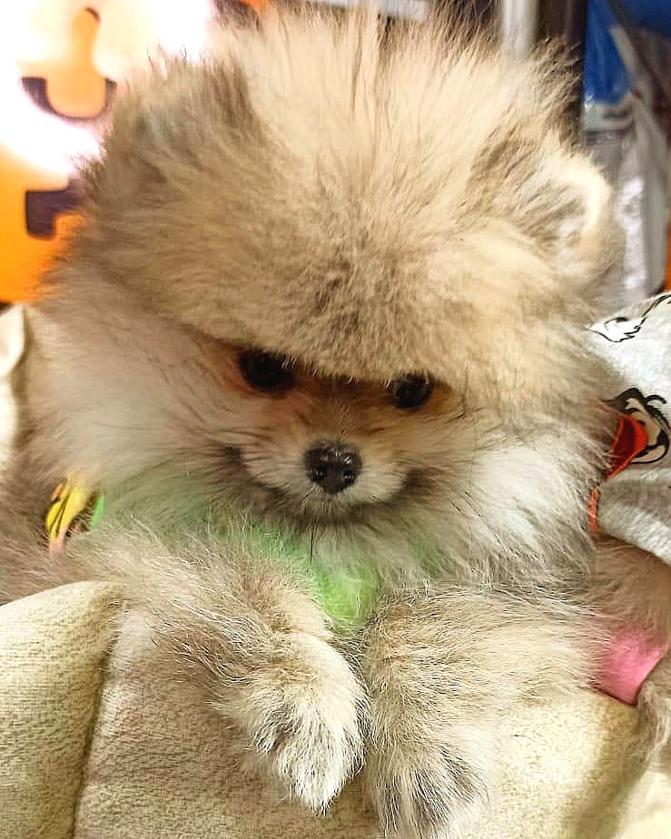 Pomeranian Boo