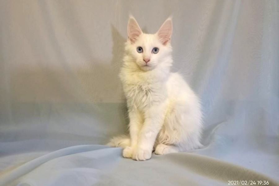Xl Maine Coon White Blue Eyed & Odd Eyed