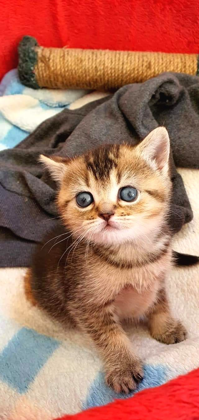 Black Golden Dişi