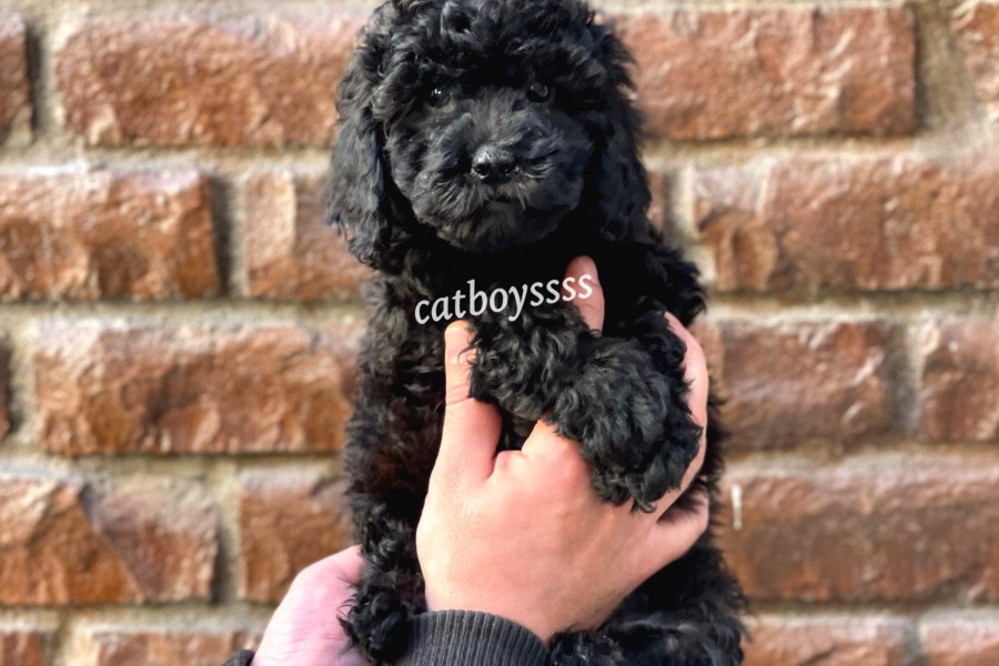 Siyah Black Dişi Toy Poodle Bebeğimiz