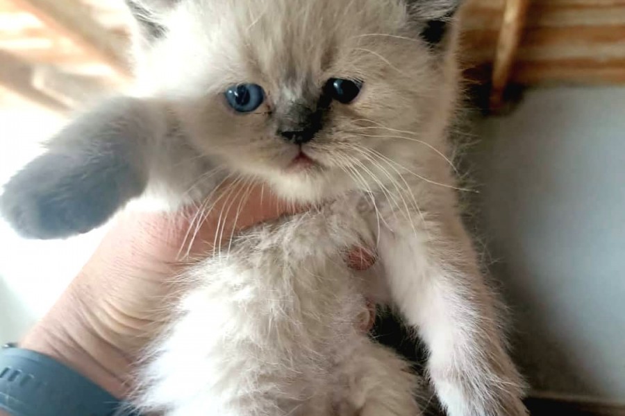 Scottish Fold Blue Point A Plus 1 Haftaya Teslim Koca Kafa Yavrular