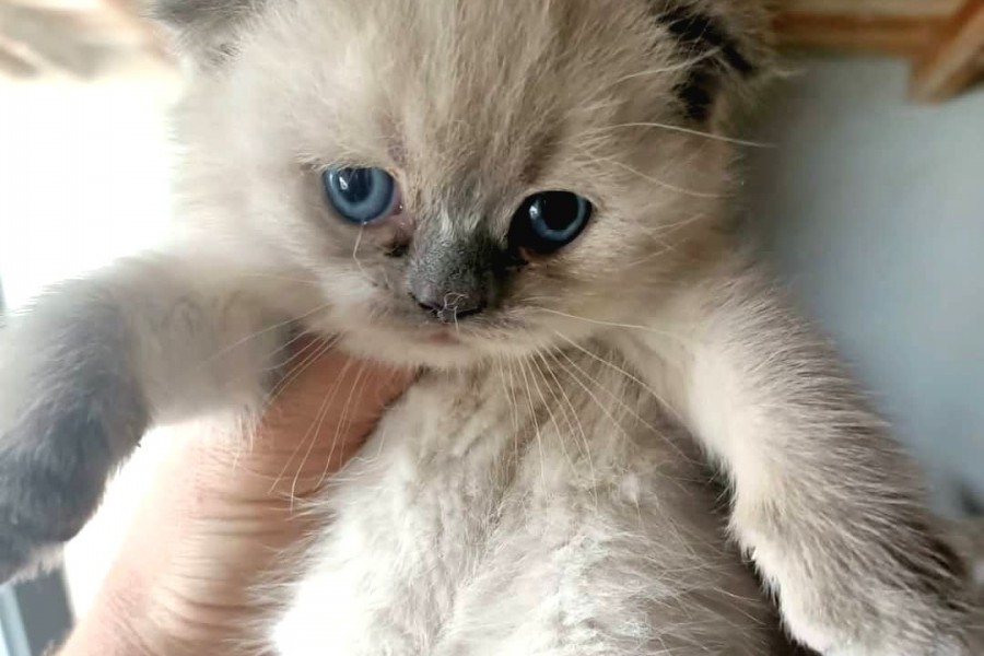 Scottish Fold Blue Point A Plus 1 Haftaya Teslim Koca Kafa Yavrular