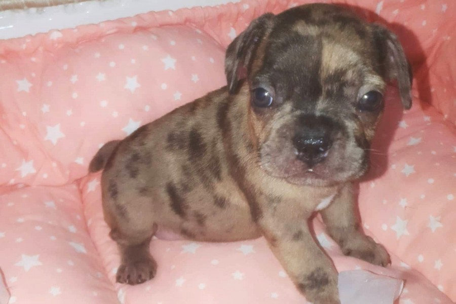 Fawn Merle French Bulldog