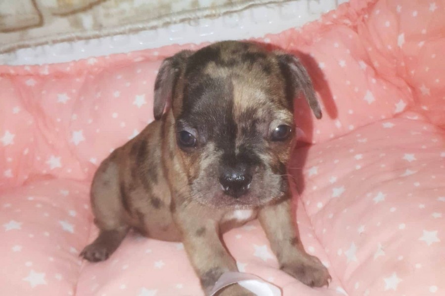 Fawn Merle French Bulldog
