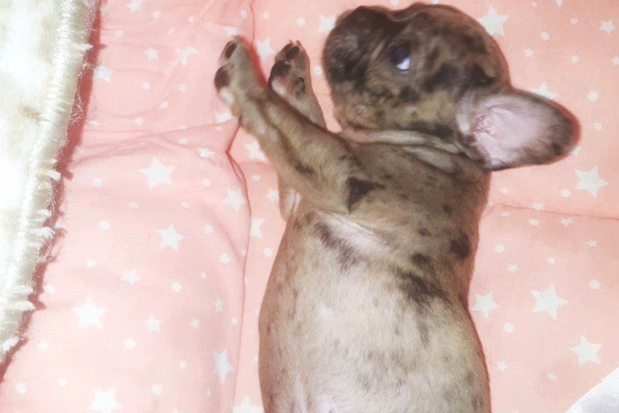 Fawn Merle French Bulldog