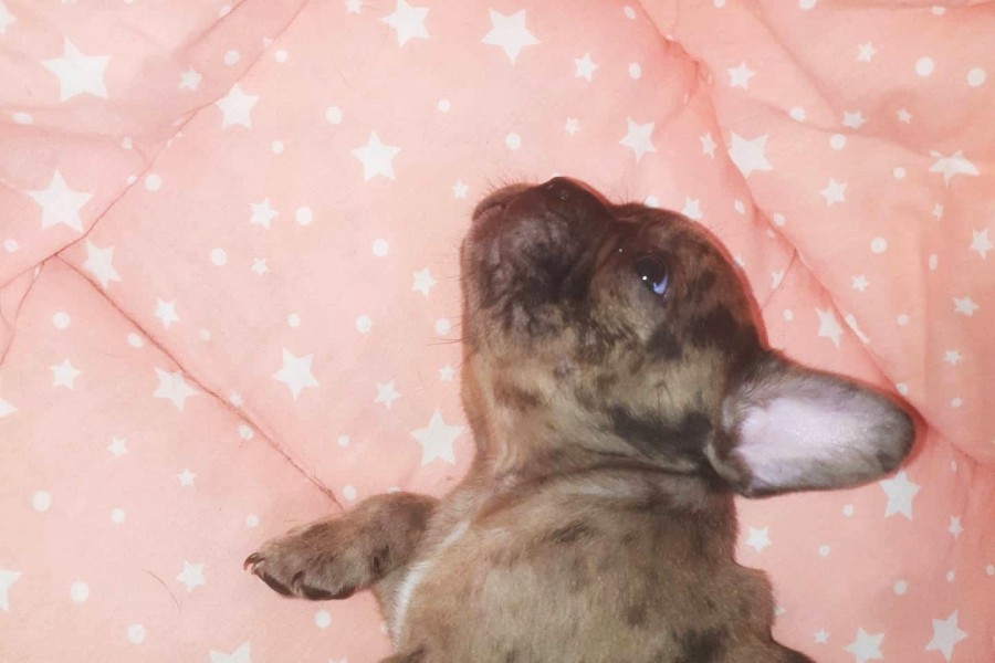 Fawn Merle French Bulldog