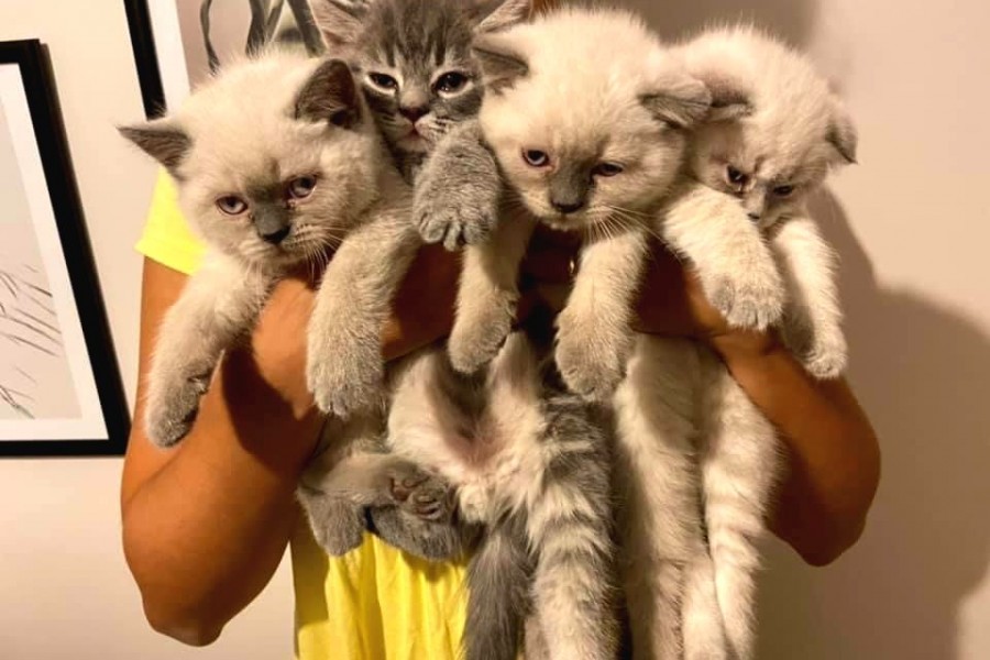 Scottish Fold Ve Scottish Straight Blue Point Yavrular