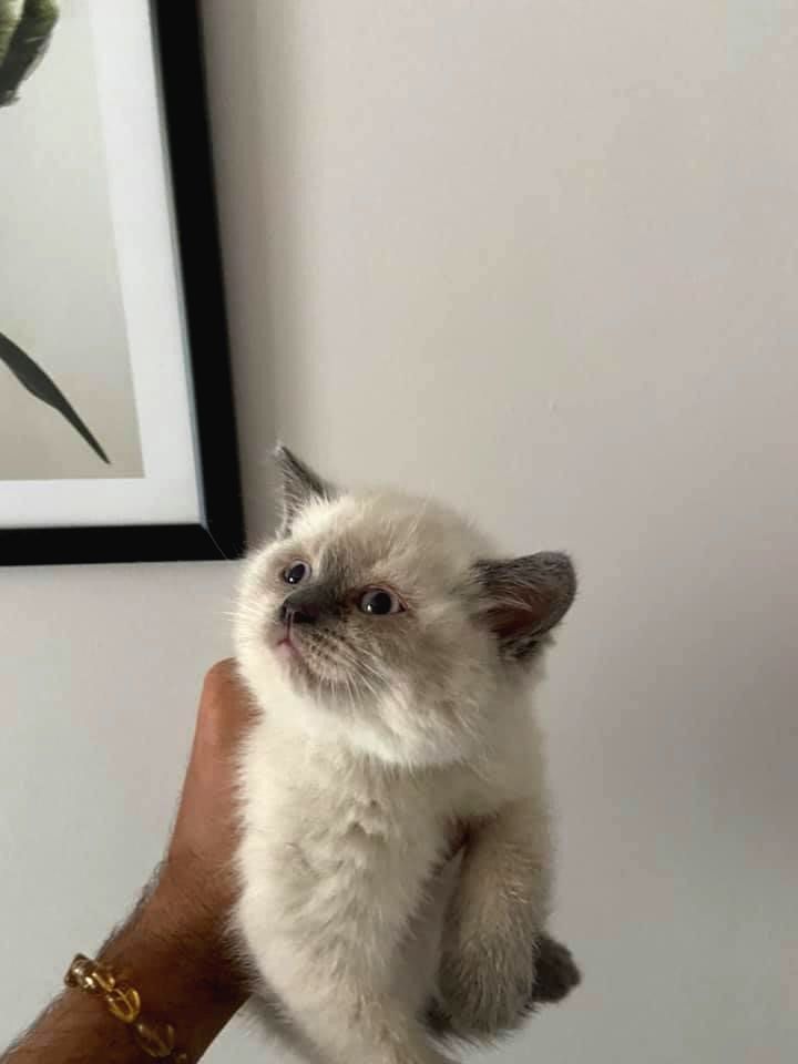 Scottish Fold Ve Scottish Straight Blue Point Yavrular