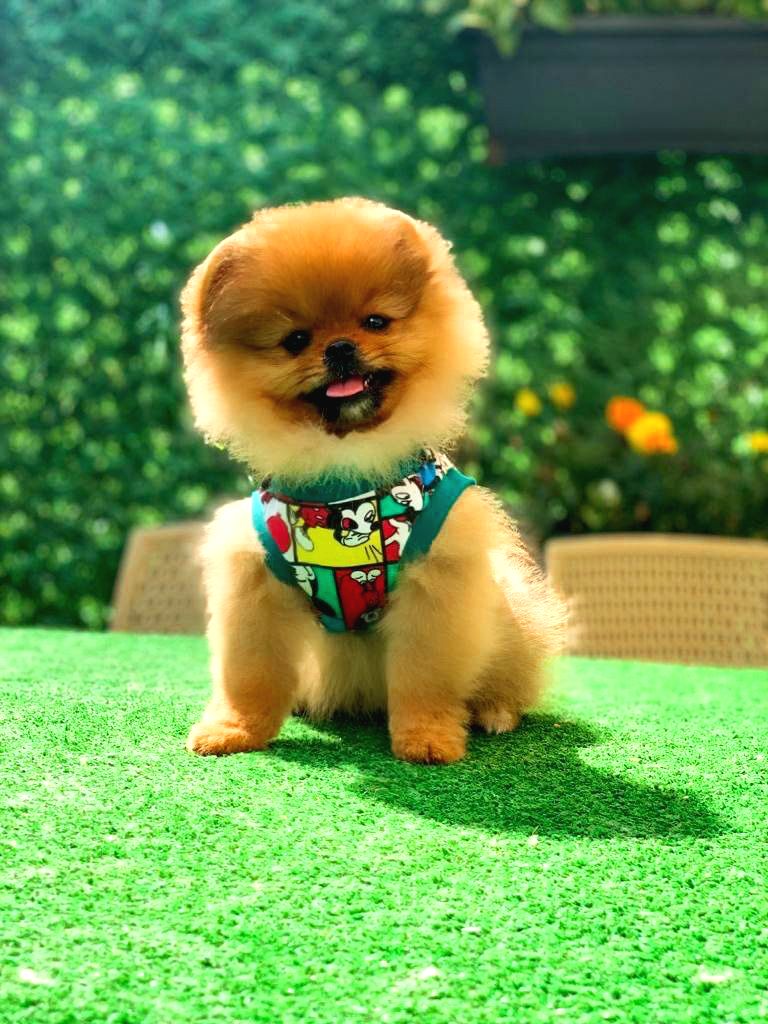 Pomeranian Boo Yavrularımız