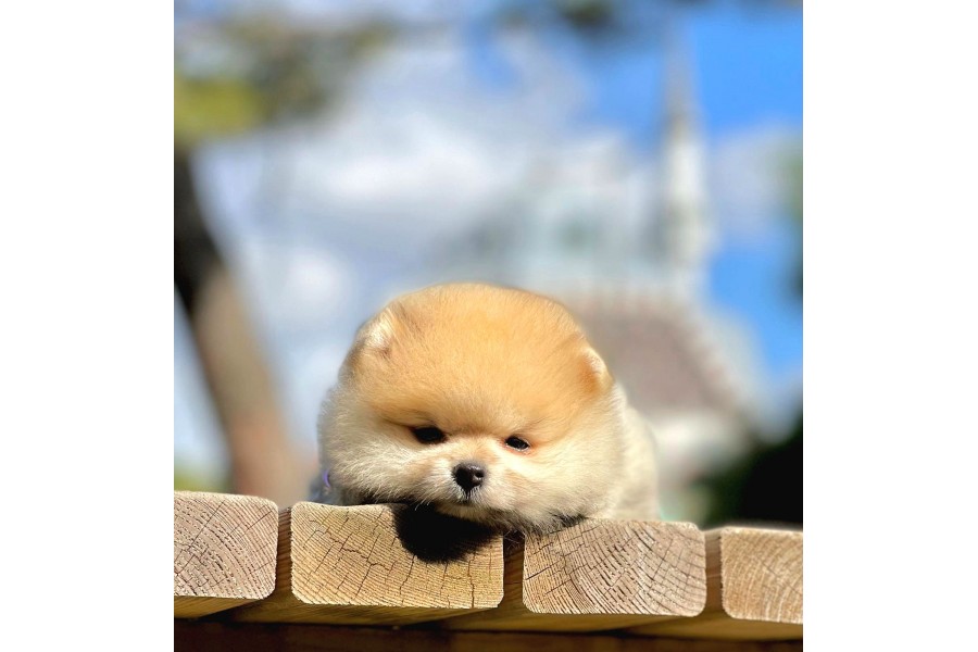 Erkek Ve Dişi Teddy Face Pomeranian Boo
