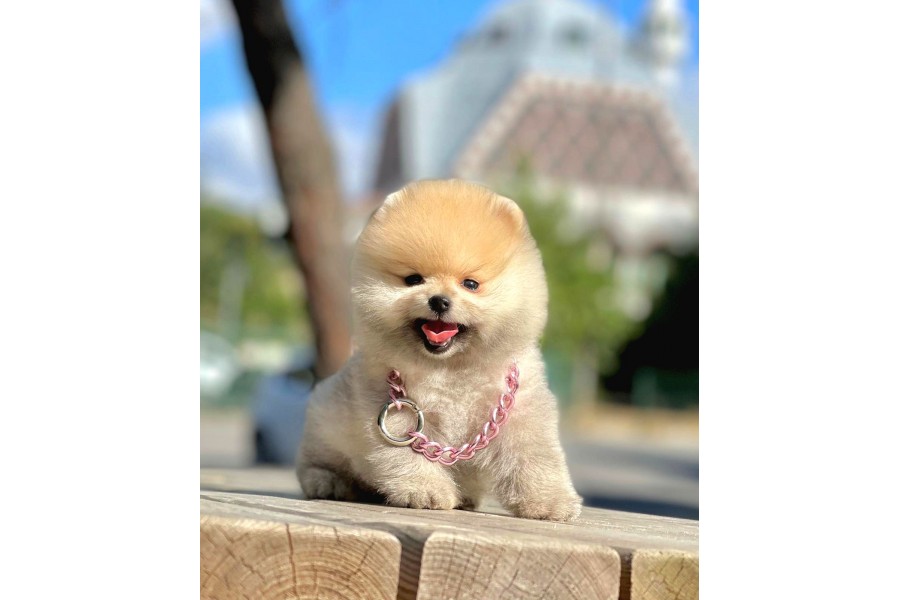 Erkek Ve Dişi Teddy Face Pomeranian Boo