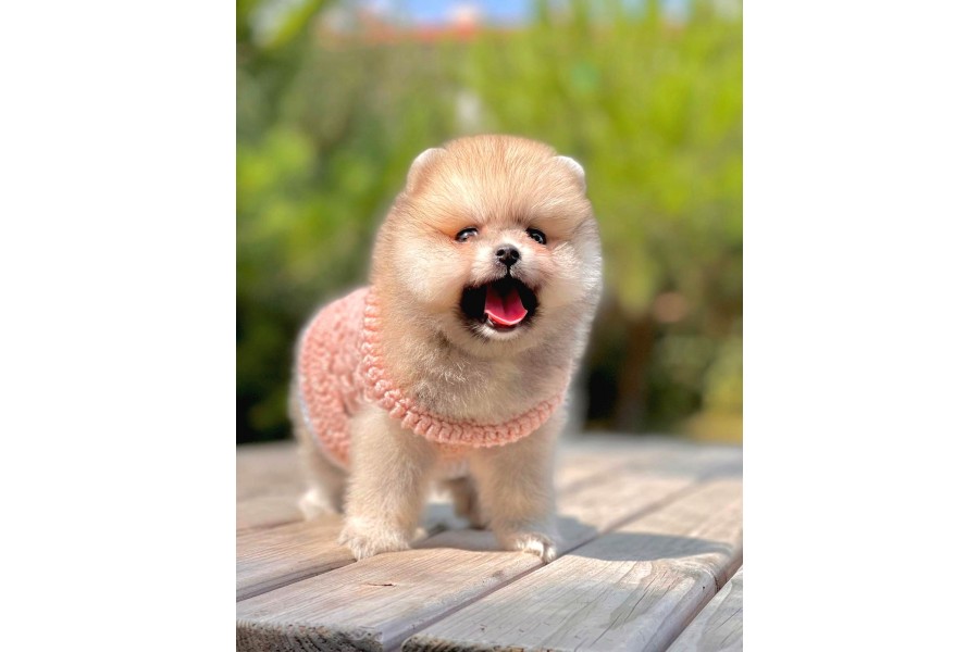 Erkek Ve Dişi Teddy Face Pomeranian Boo