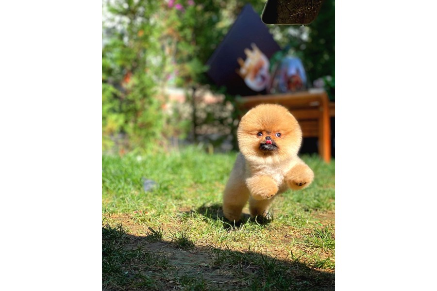 Pomeranian Boo Pomeranian Boo Yavru Istanbul Pomeranian Boo Yavru Köpek