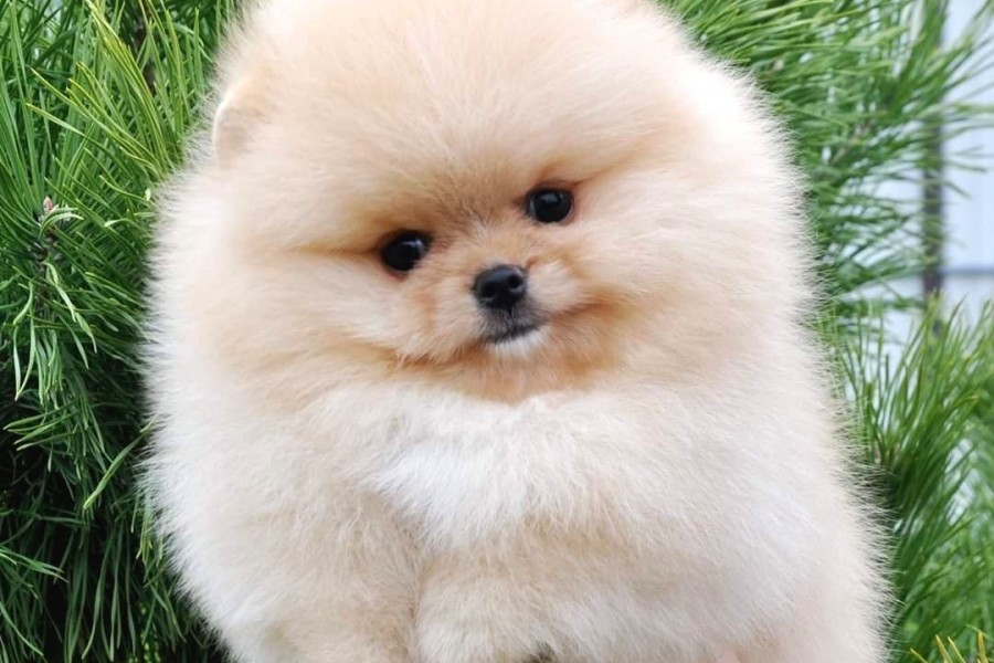 Pomeranian Boo Pomeranian Boo Yavru Istanbul Pomeranian Boo Yavru Köpek