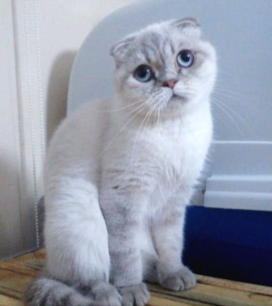 Scottish Fold Scottish Fold Yavru Istanbul Scottish Fold Yavru Kedi