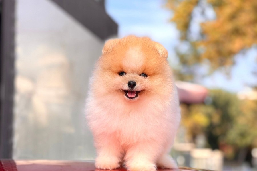 Pomeranian Boo Pomeranian Boo Yavru Istanbul Pomeranian Boo Yavru Köpek