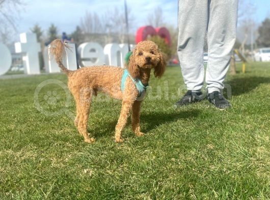 Poodle Poodle Erkek Muğla