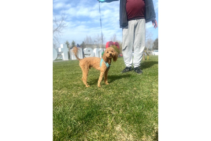 Poodle Poodle Erkek Muğla
