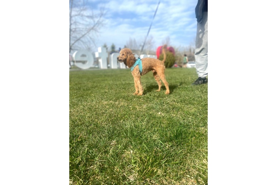 Poodle Poodle Erkek Muğla