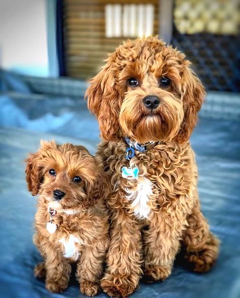 Cavapoo Cavapoo İstanbul