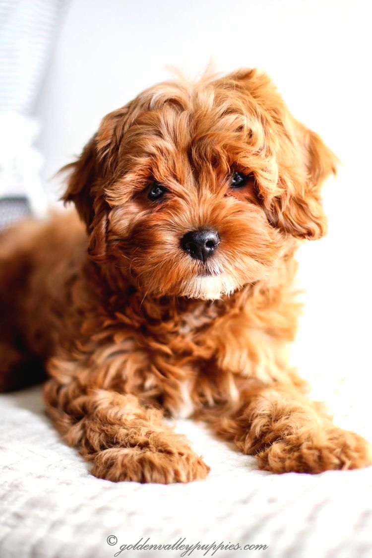 Cavapoo Cavapoo İstanbul