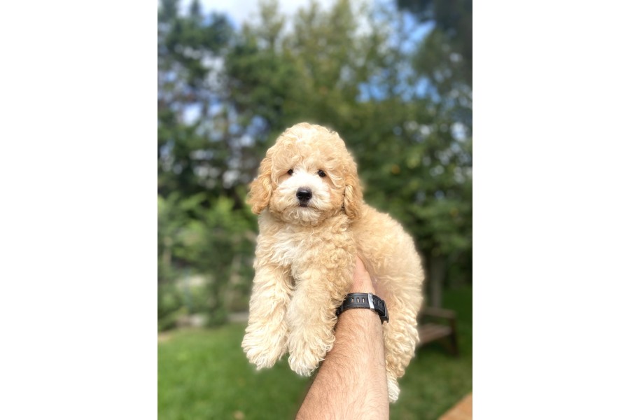Poodle Poodle Istanbul