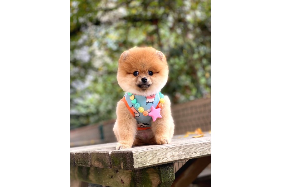 ORJİNAL POMERANİAN BOO - Patibul.com