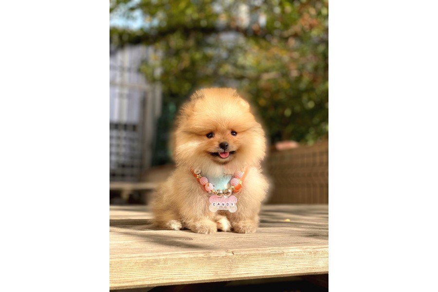 Pomeranian Boo Bursa
