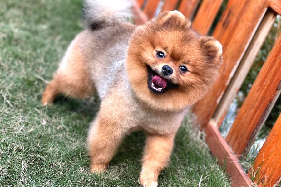Pomeranian Pomeranian Bursa