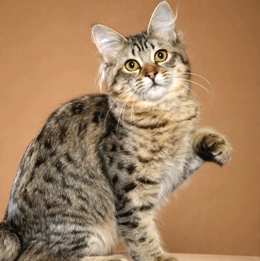 American Bobtail American Bobtail Muğla