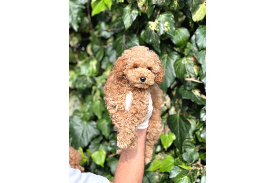 Efsane Guzellikte Mini Boy Poodle Bebekler - Patibul.com
