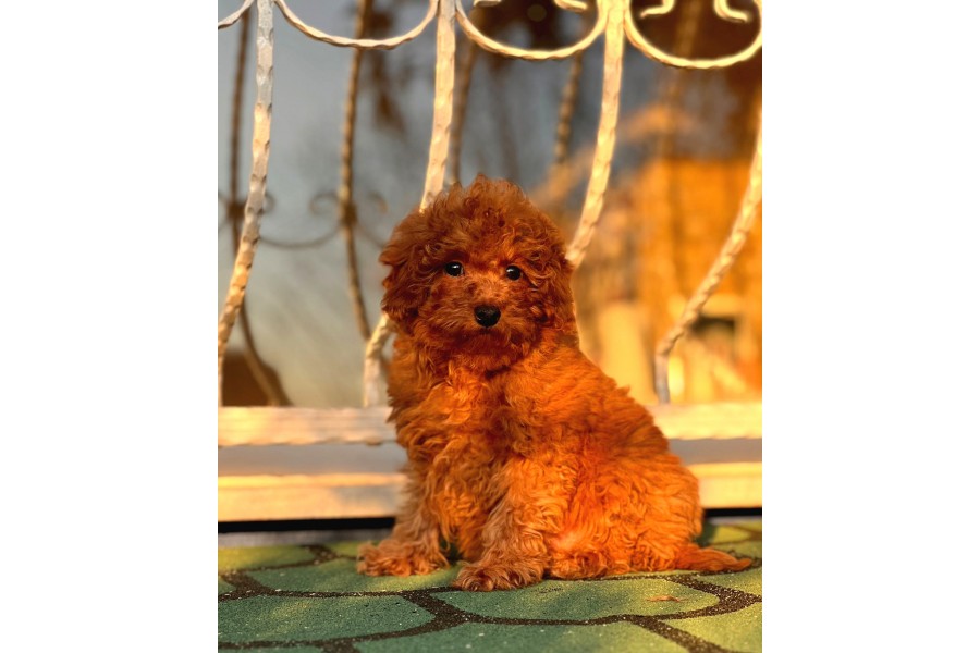 RED TOY POODLE YAVRULAR - Patibul.com