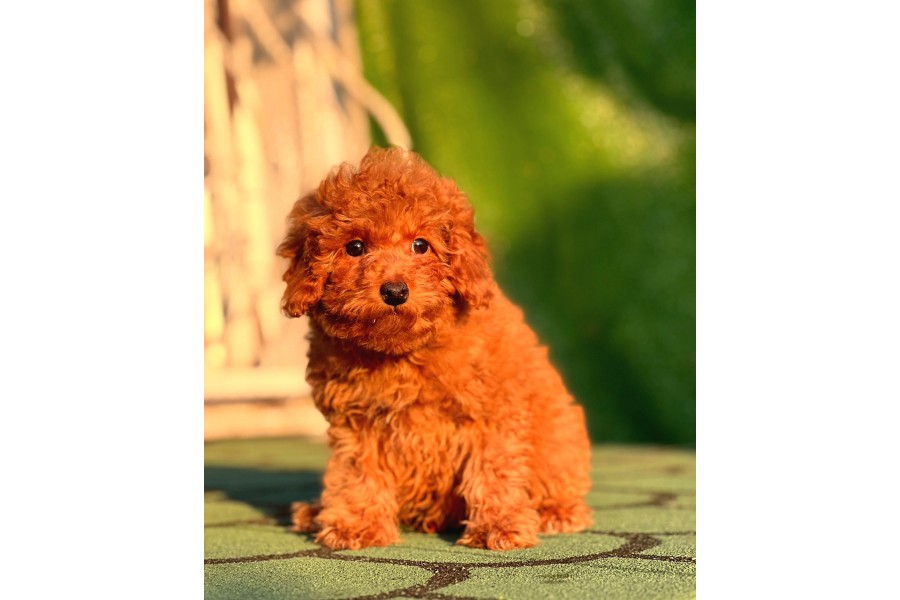 RED TOY POODLE YAVRULAR - Patibul.com