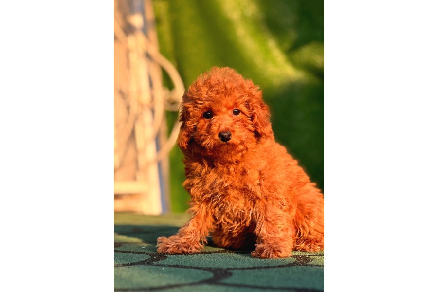 RED TOY POODLE YAVRULAR - Patibul.com