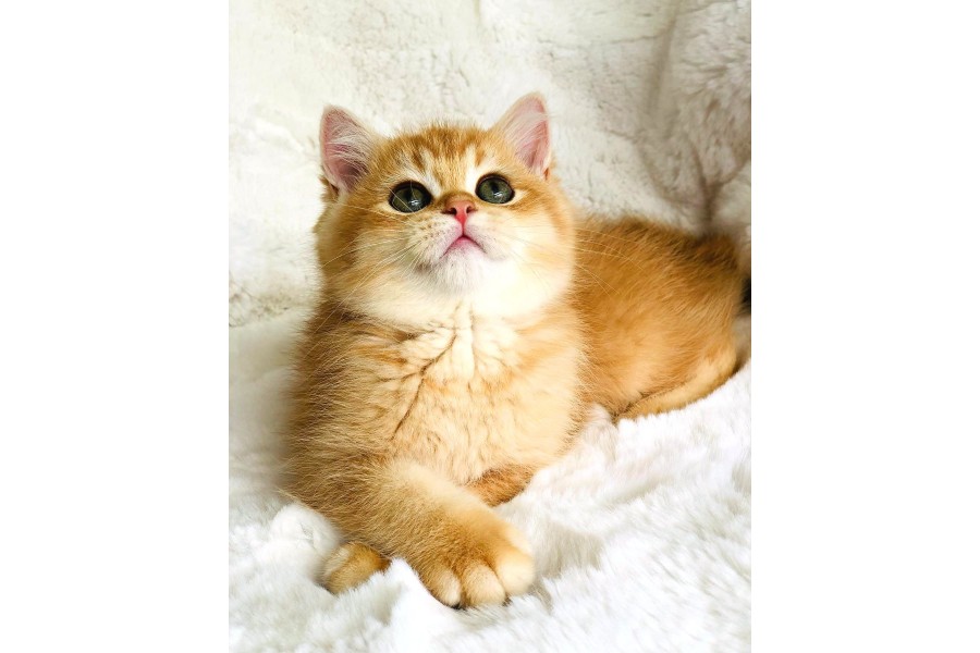 Golden British Shorthair Kedi