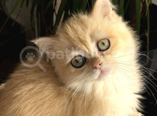 Golden British Shorthair Kedi