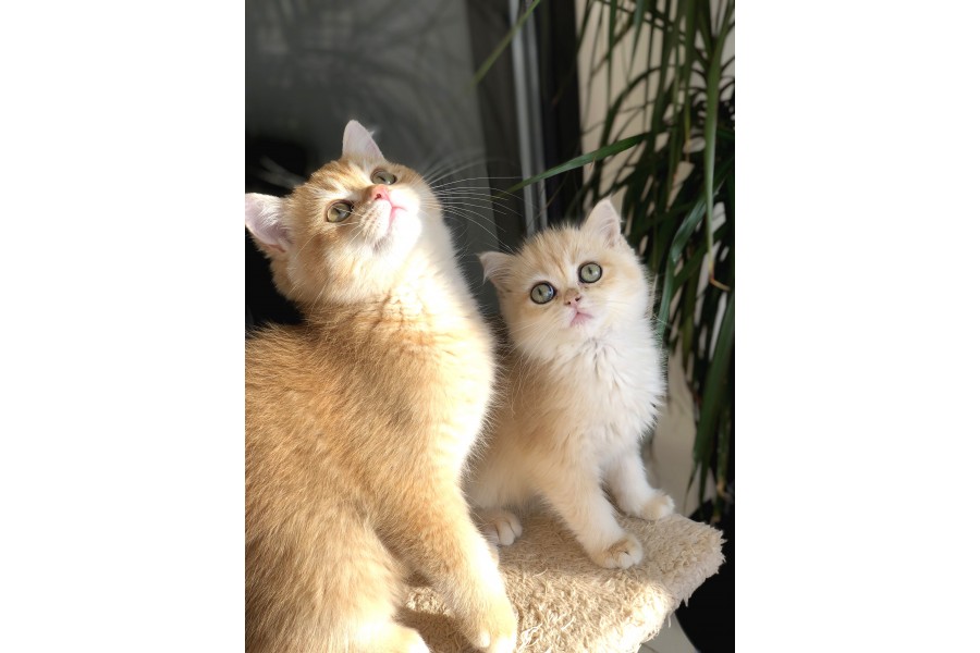 Golden British Shorthair Kedi