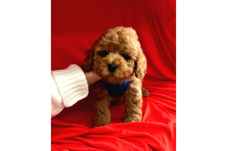 Mini Toy Poodle