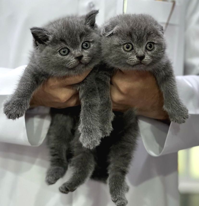 Gri Kedi Cinsleri