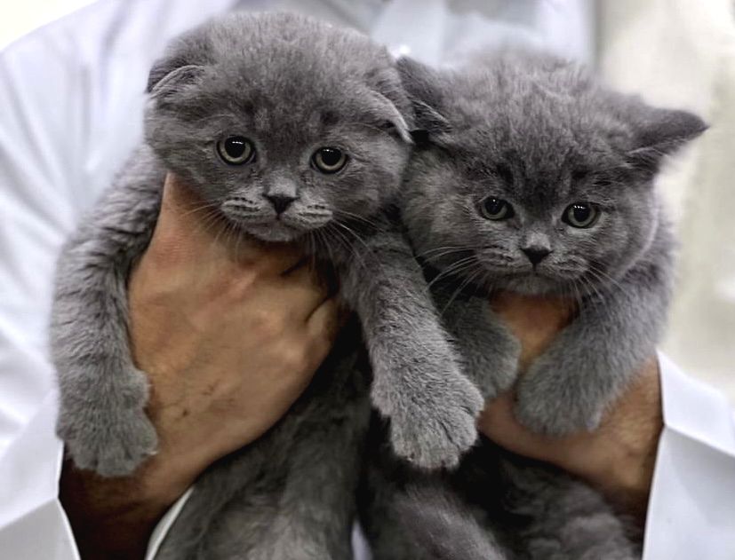 Gri Kedi Cinsleri