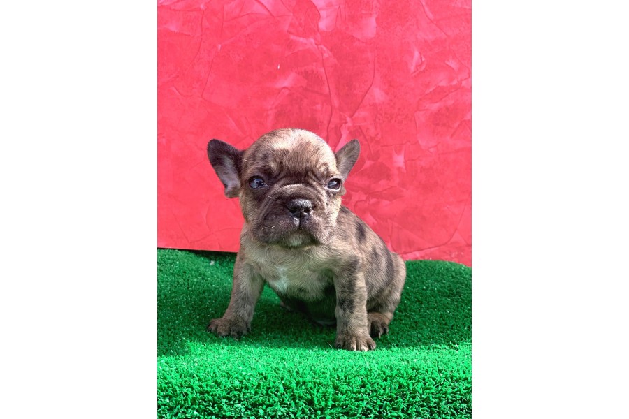 MİCRO YAPIDA ERKEK FRENCH BULLDOG FAWN MERLE YAVRUMUZ - Patibul.com