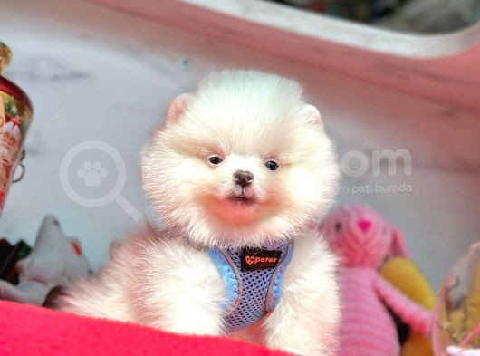 Ayıcık Yüzlü Pomeranian Boo