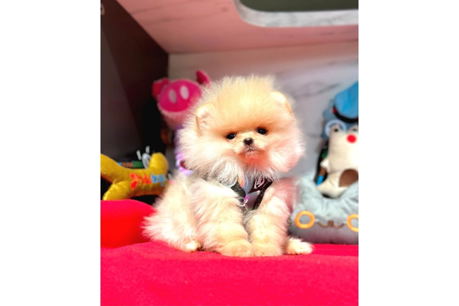 Orange Teddy Face Boo