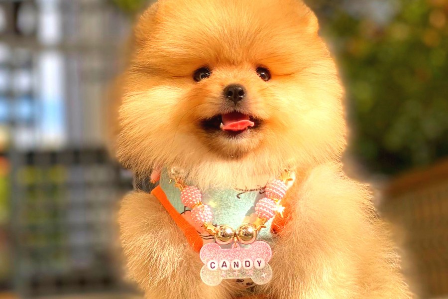 ORANGE RENGİNDE POMERANİAN BOO