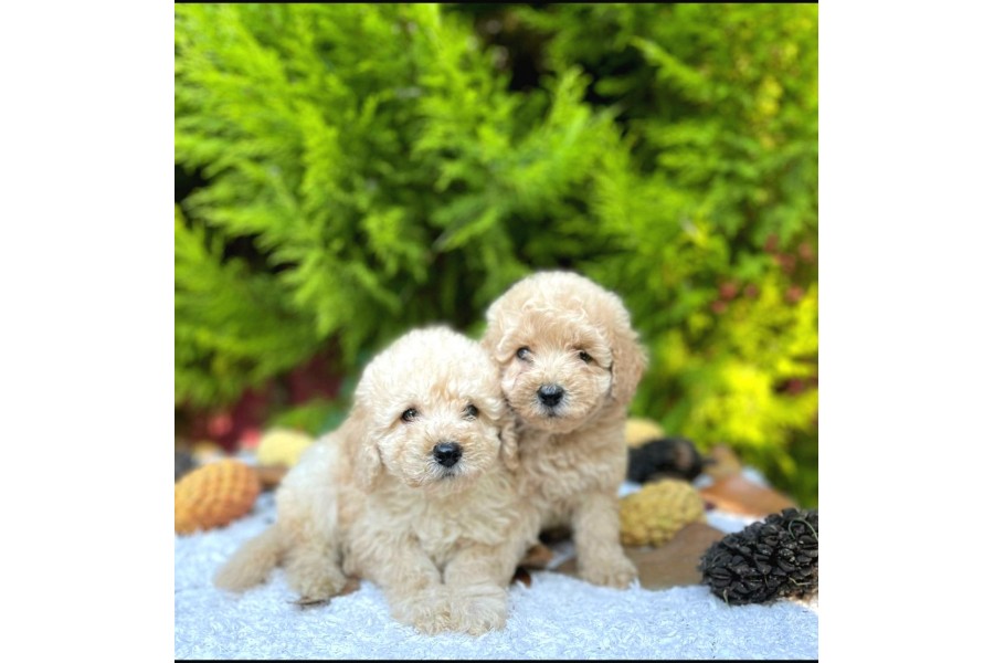 Mini Boy Olan Poodle Toy Yavrular